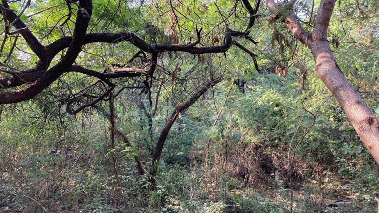 Delhi CM Rekha Gupta declares Central Ridge ‘reserved forest’. Govt to ...