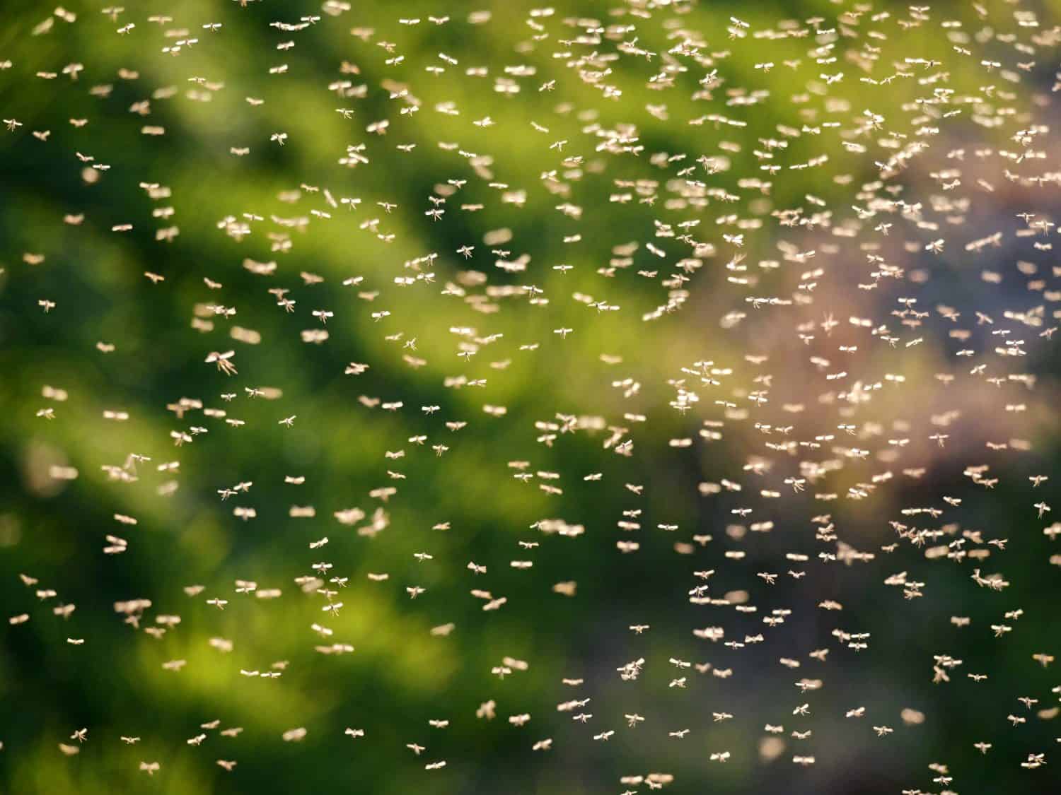 Tiny airborne insects are leaving DNA trails in the sky