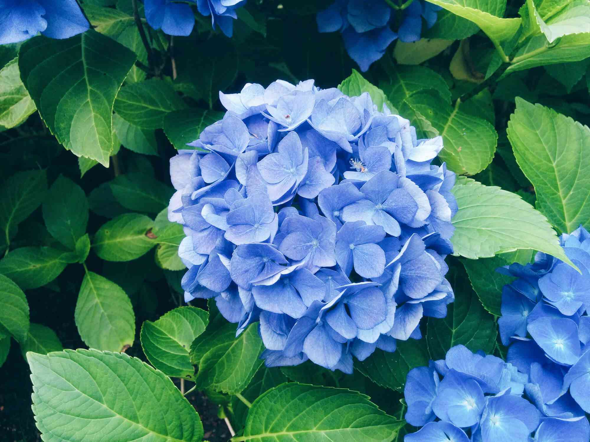 How to turn your hydrangeas blue with coffee grounds