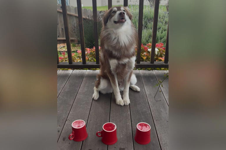 Seven at-home tests you can do to see how smart your dog is