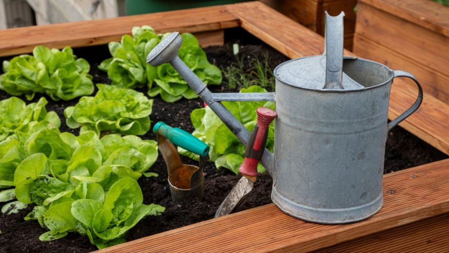 Grow your own food this summer: Where to start