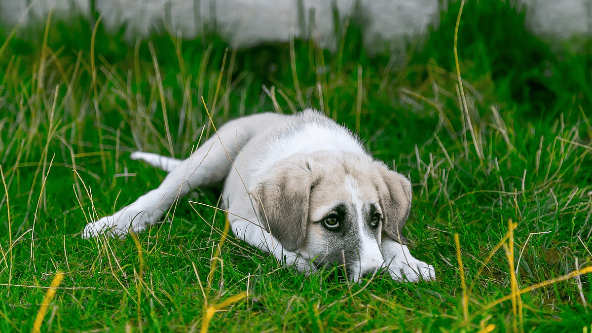 10 things your dog understands about your emotions without you saying a ...