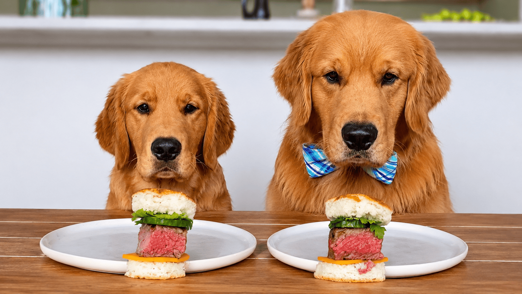 My dog brought his little brother to lunch