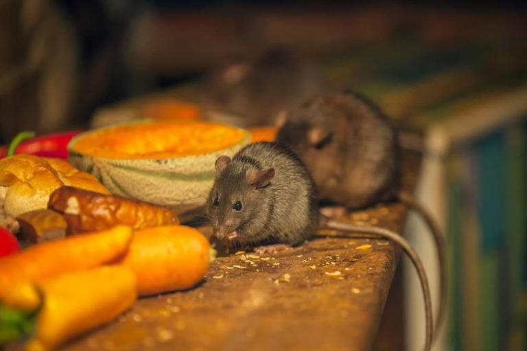 Hantavirus bombshell as 2 vials of deadly rat virus vanished from ...