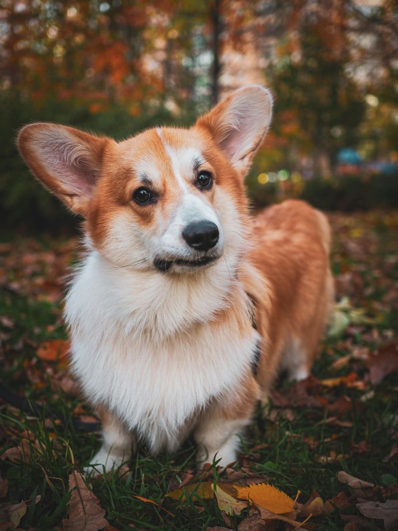 14 tiny-legged dogs with huge personalities and endless charm