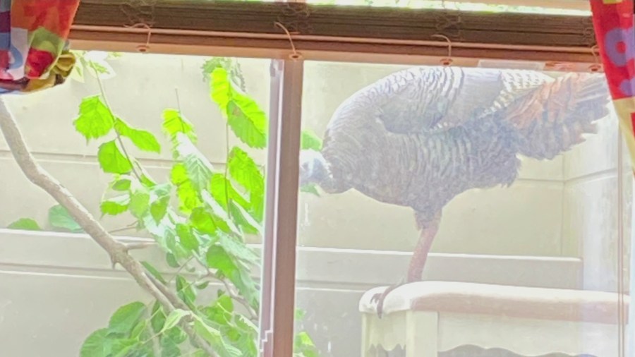 Wild turkey returns to De Pere family’s window well for second year of ...