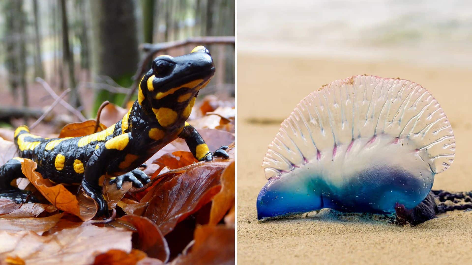 20 cute animals that are actually quite dangerous