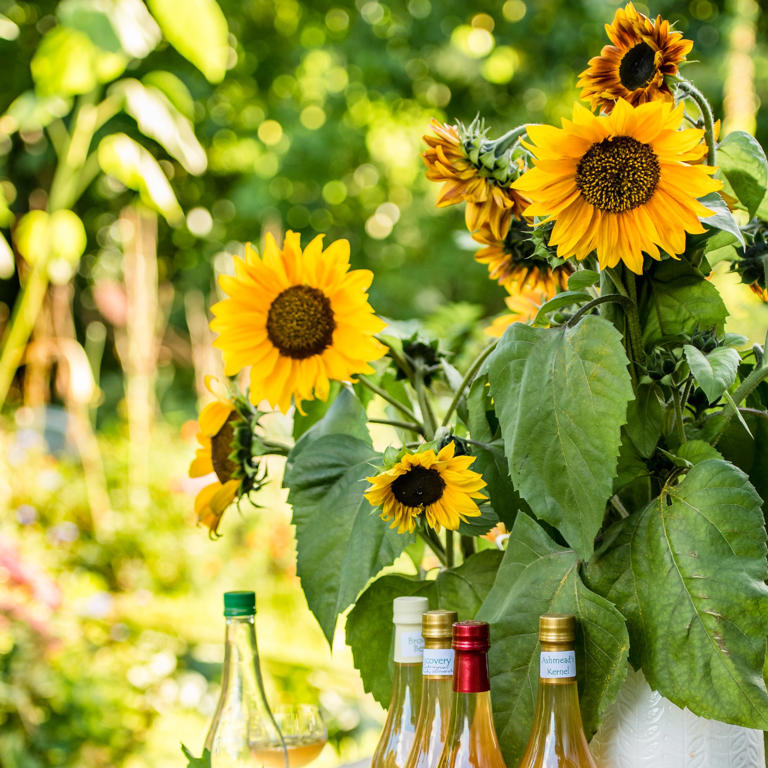 5 flowering plants you can plant in May that will have birds flocking ...