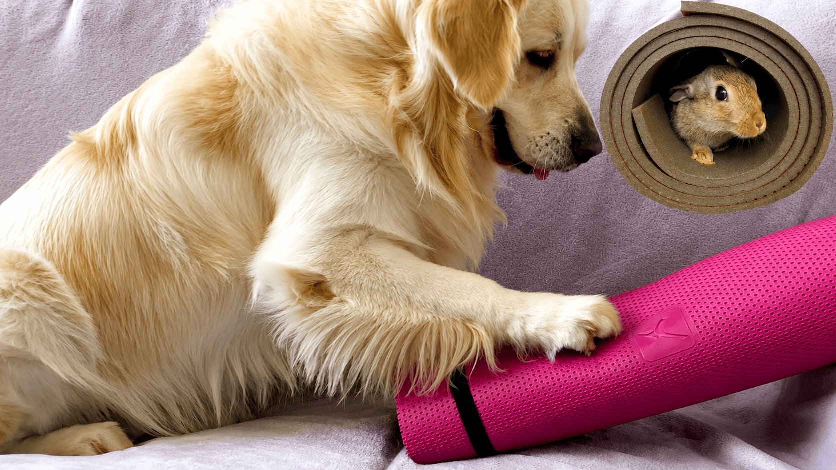 Golden retriever discovers bunny hiding in yoga mat
