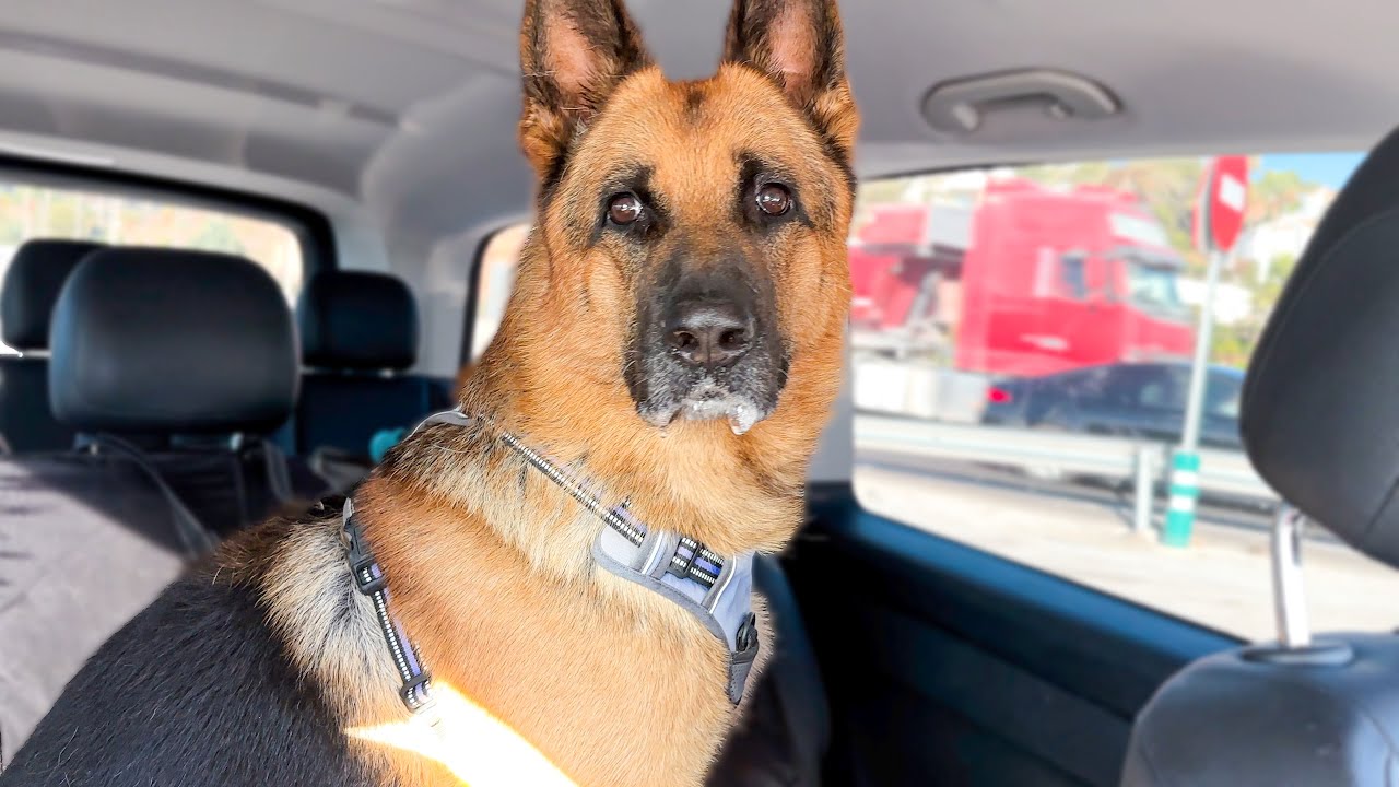German shepherd realizes the vet might be next