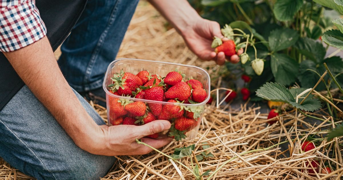 This farm near Fargo, North Dakota is a berry picking dream