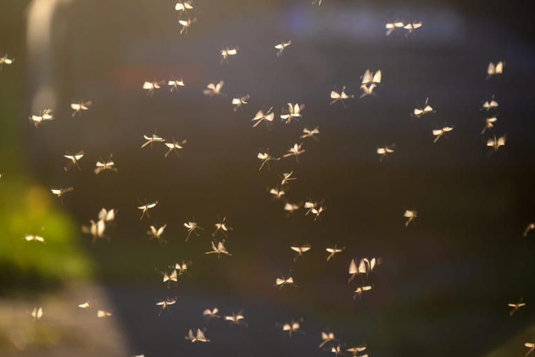 Tiny airborne insects are leaving DNA trails in the sky