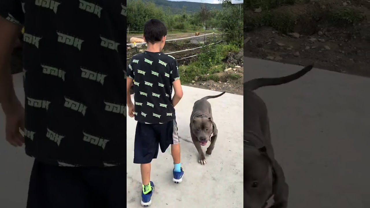 This pitbull knows when to protect and when to play