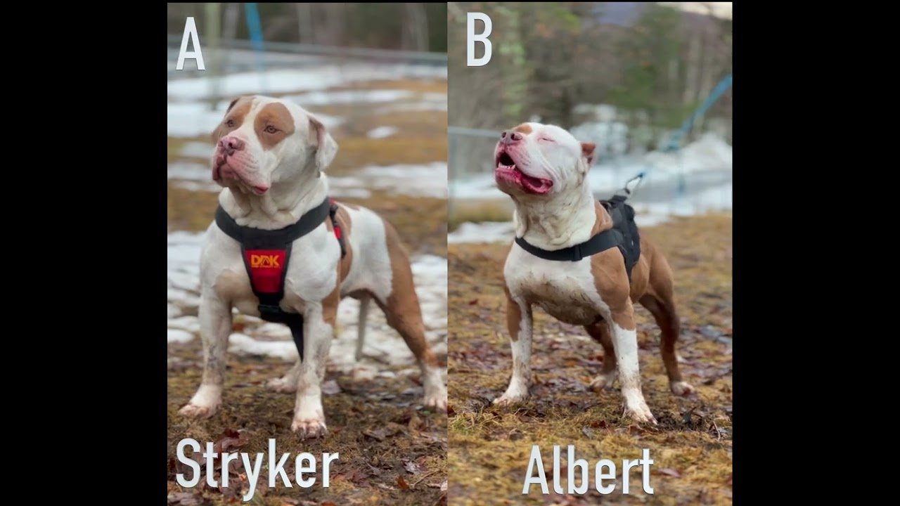 Which dog would you choose?