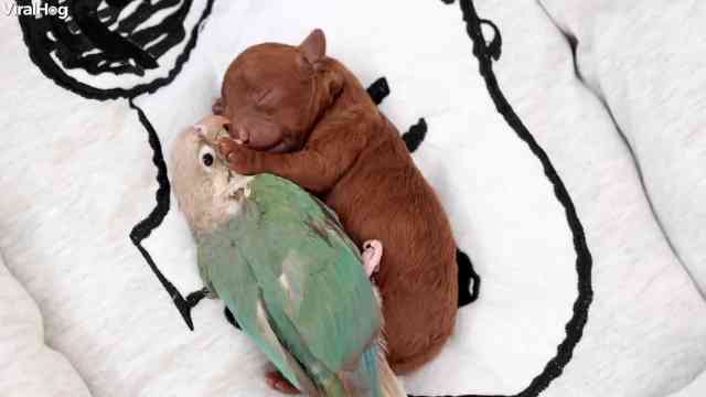 Newborn puppy and bird nap peacefully together