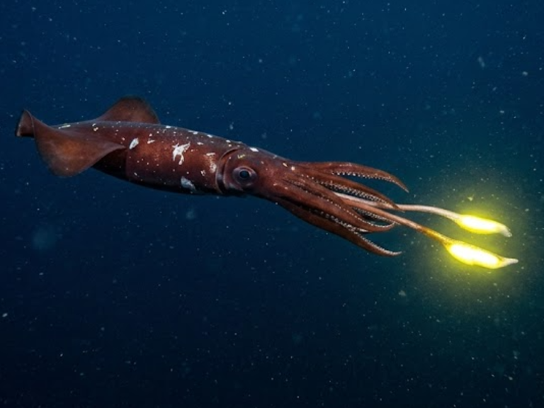 Monster of the deep: Giant squid spotted in Western Australia after 25 ...