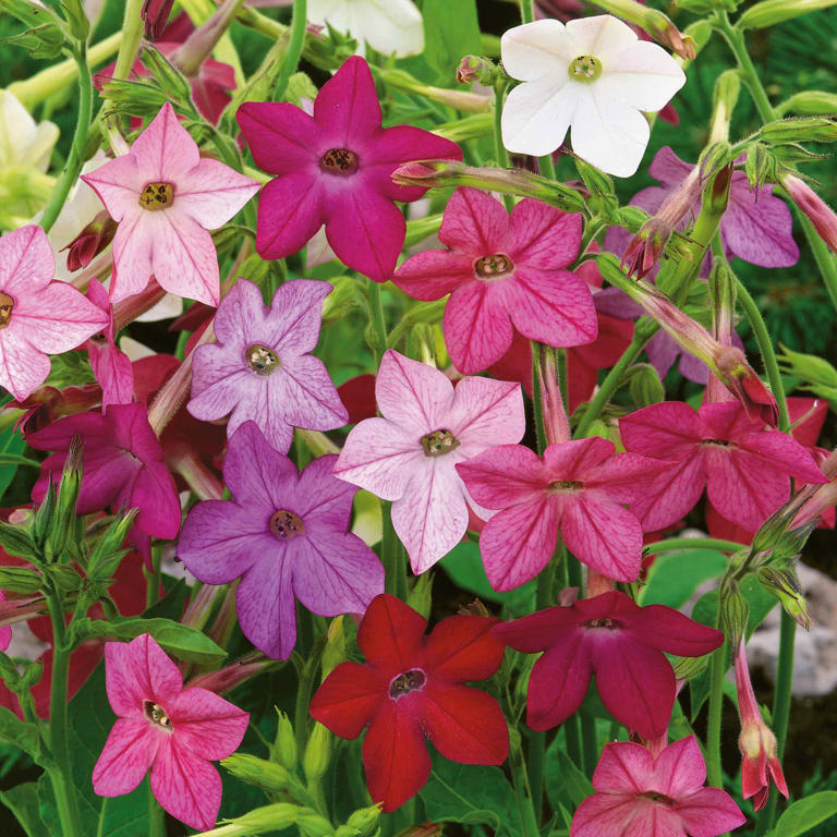 Do you know the most aromatic plants for every time of day? How to ...