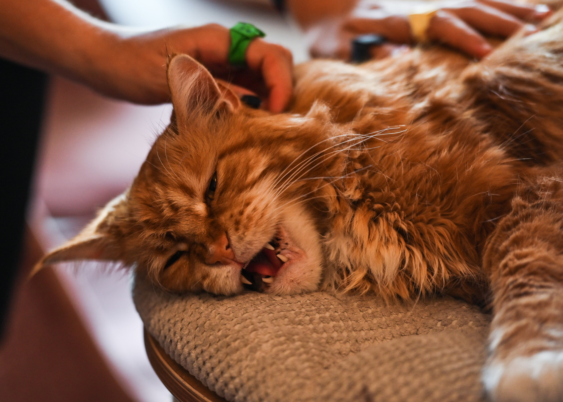 Can animals understand human language?