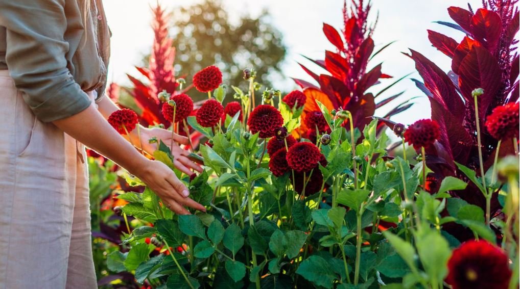 Plant these 7 flowers in May for nonstop summer color