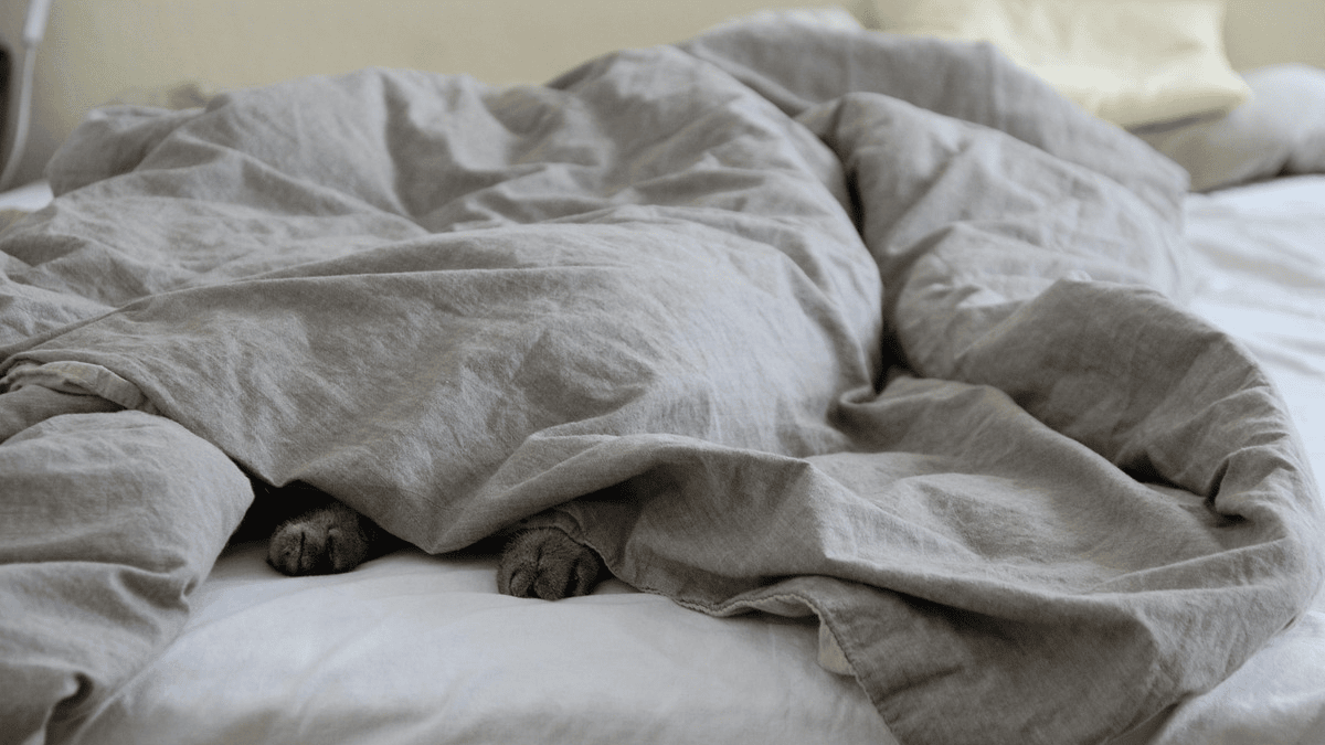 8 feline habits that seem strange but have a very endearing explanation ...