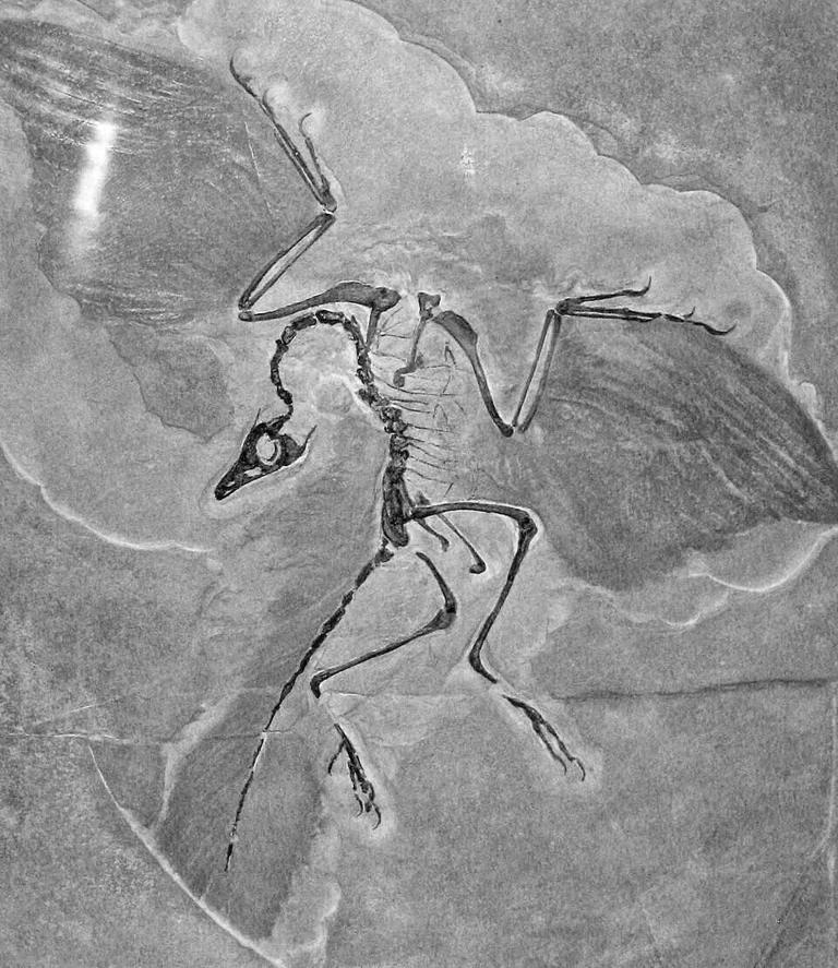 In 1861, a single feather found in a limestone quarry became the fossil ...