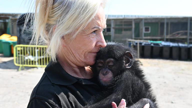 Chimp sleeps in park owner's bed after rejection