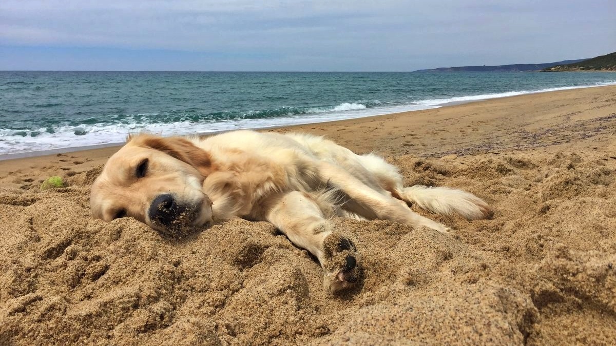 The most popular dog breeds among families for their temperament and ...
