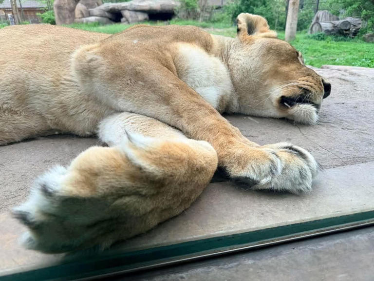 The oldest lioness lives at the Topeka Zoo
