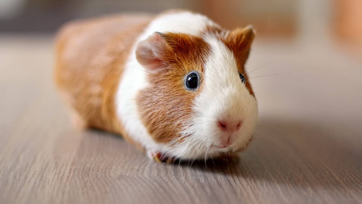 Which cute animal matches your birth month?