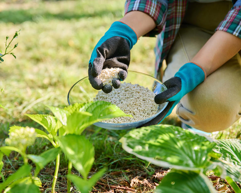 What to do for hydrangeas in May for big blooms & strong summer growth ...