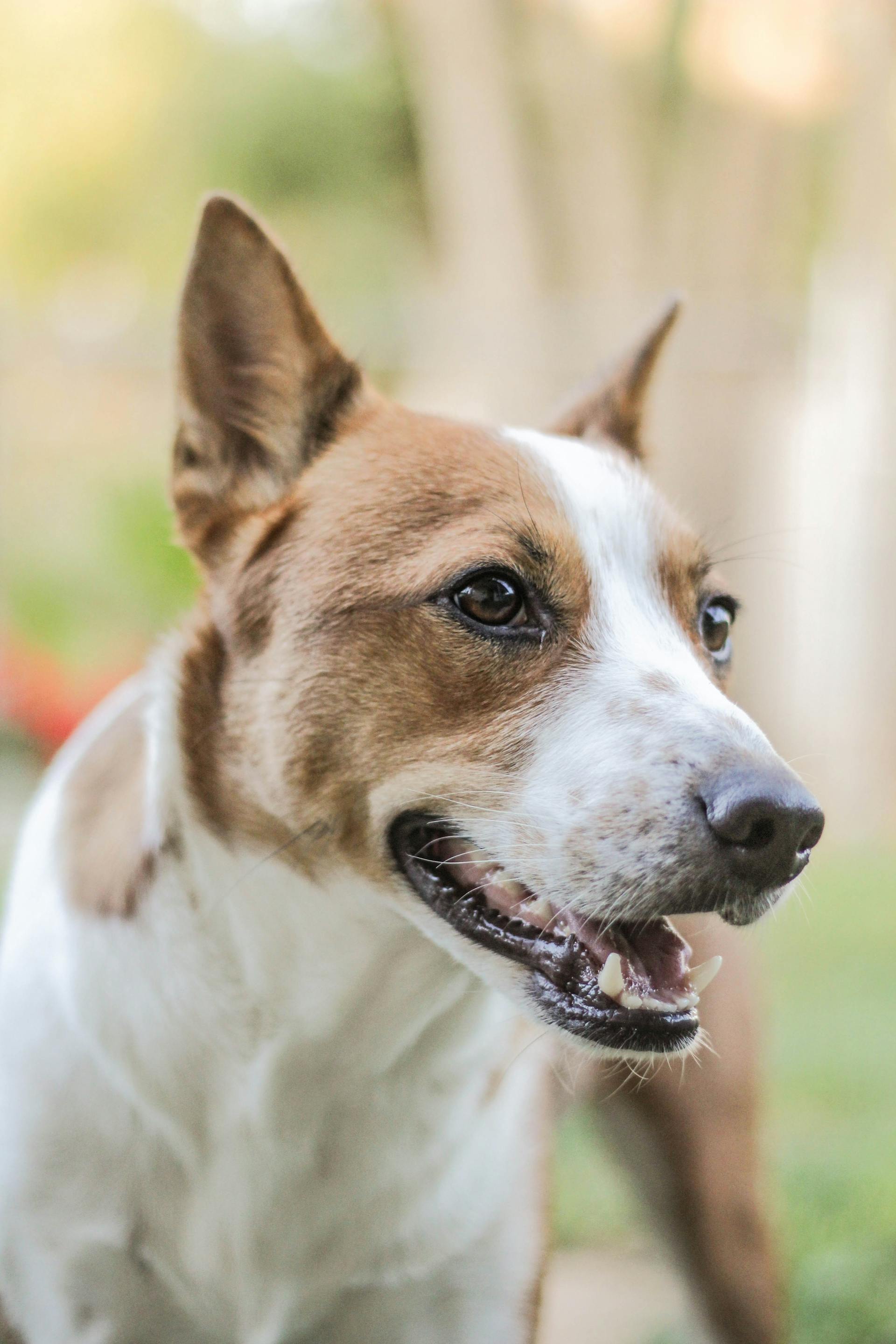 Homeless man asked me to take his dog – a month later, I received a ...