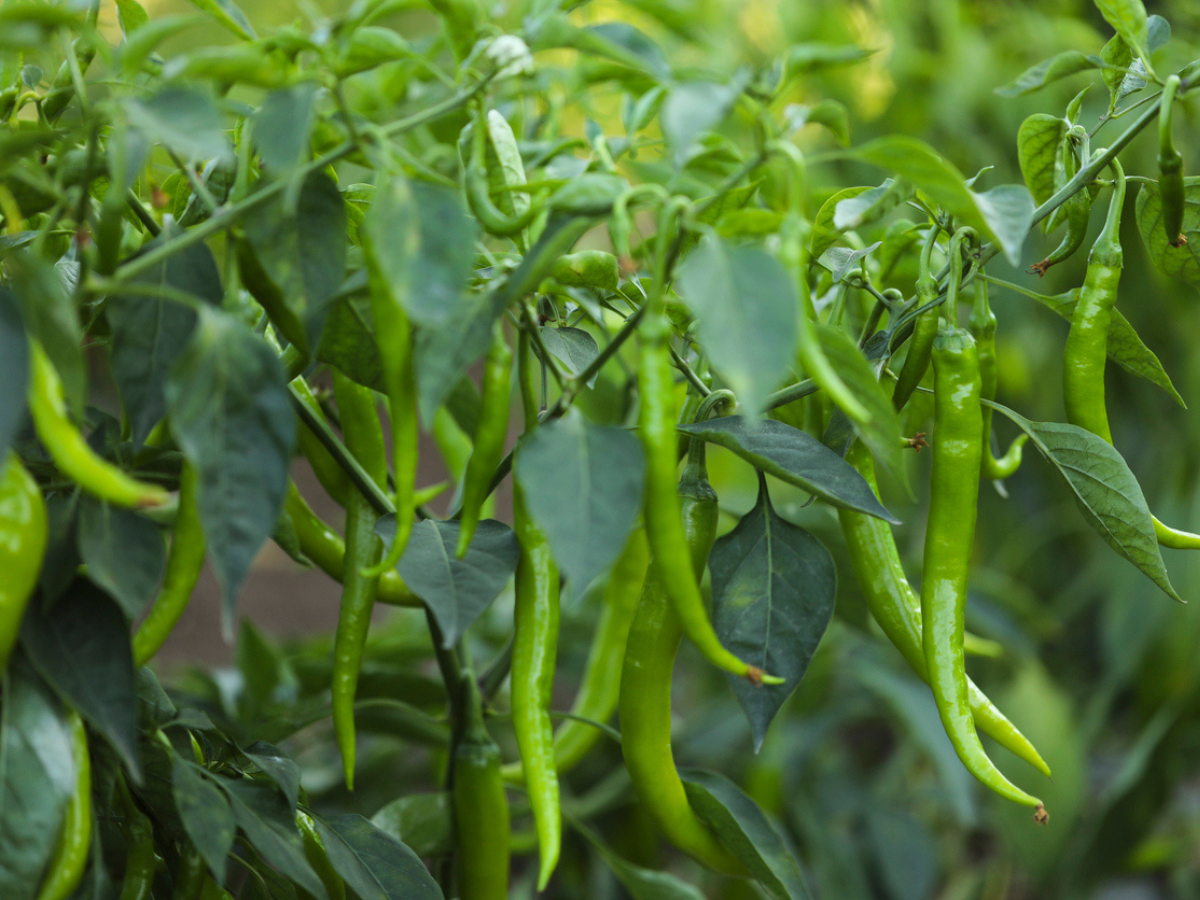 6 easy vegetables to grow in your balcony garden during summer