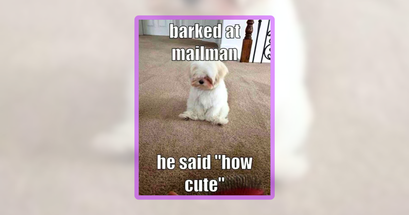 35 dog memes for people raising cute canine kids