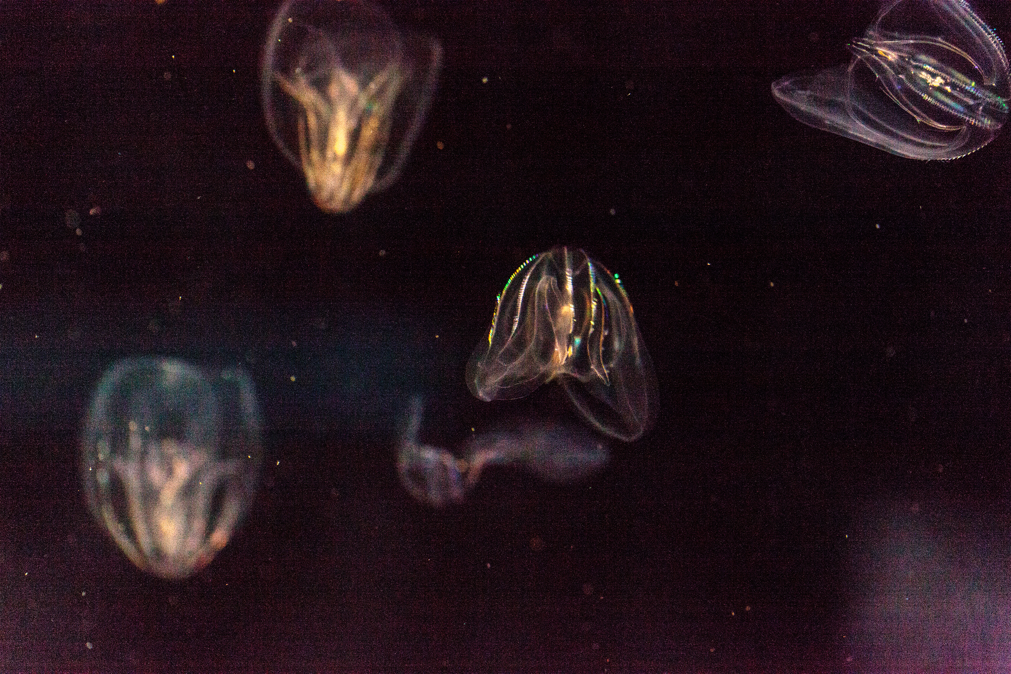 Images of transparent animals living in the ocean