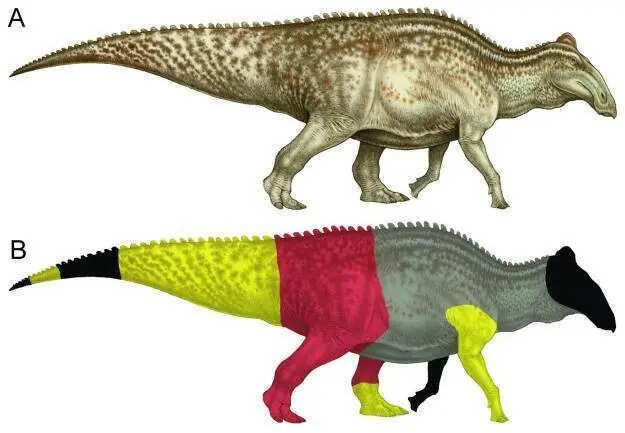 Beyond the bone: The rare 'dinosaur mummy' uncovered in Alberta