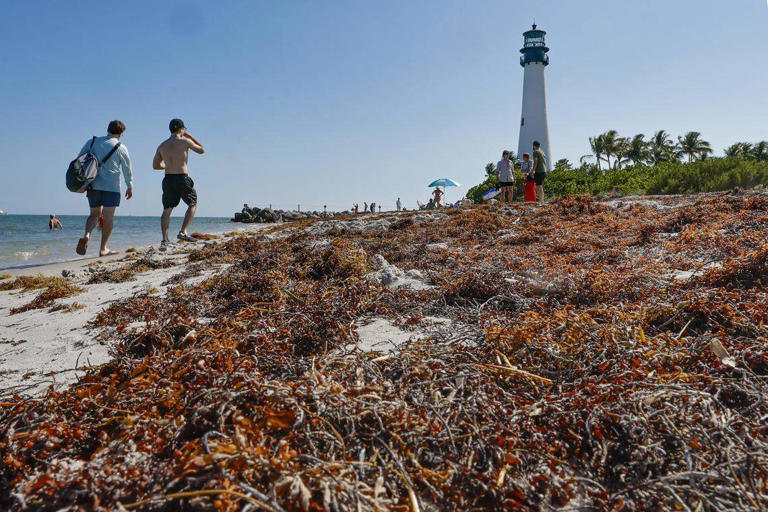 Miami-Dade's sargassum problem isn't going away - and neither are the costs