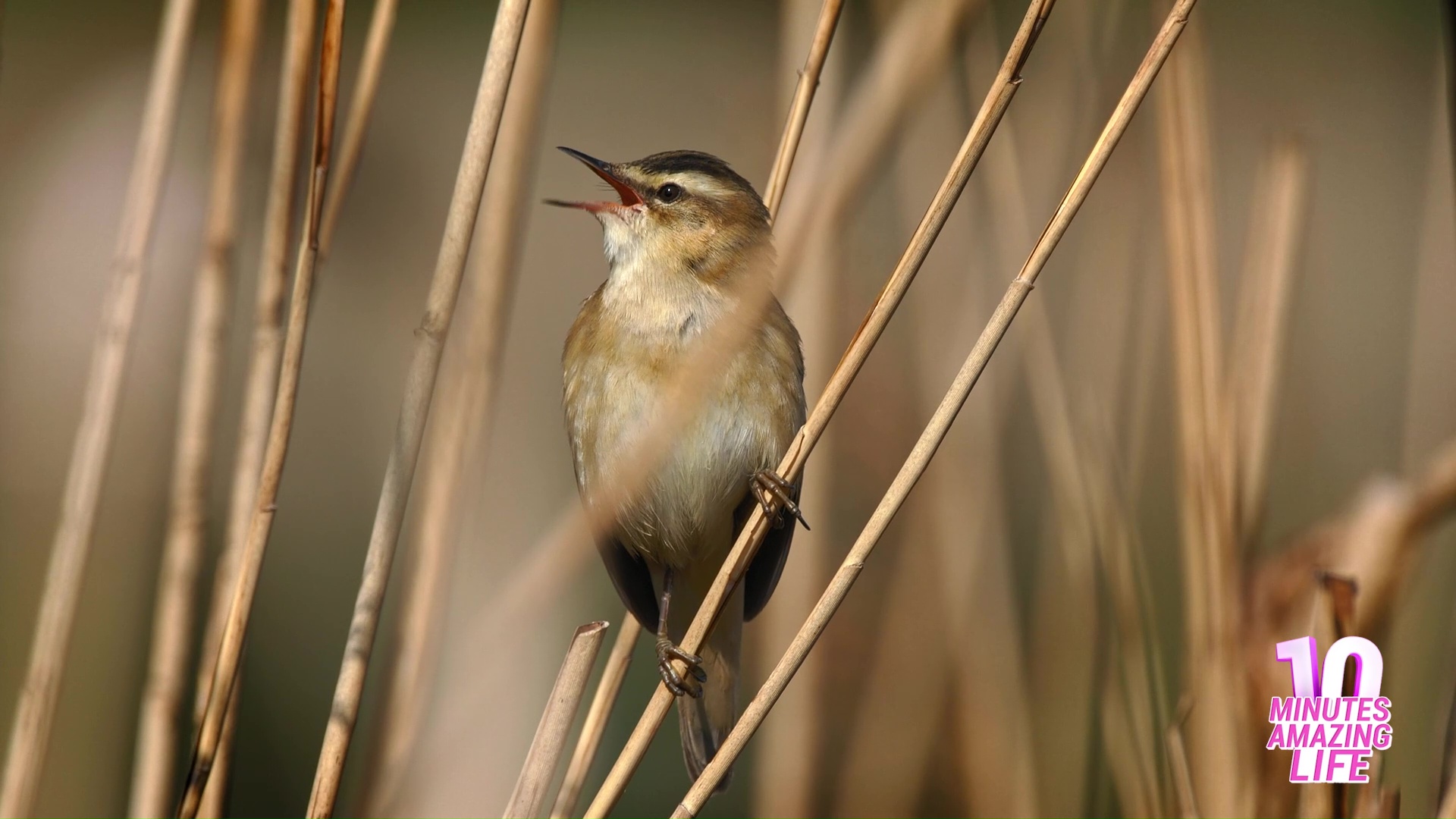 Wild sedge warbler calling beautifully from reed stems