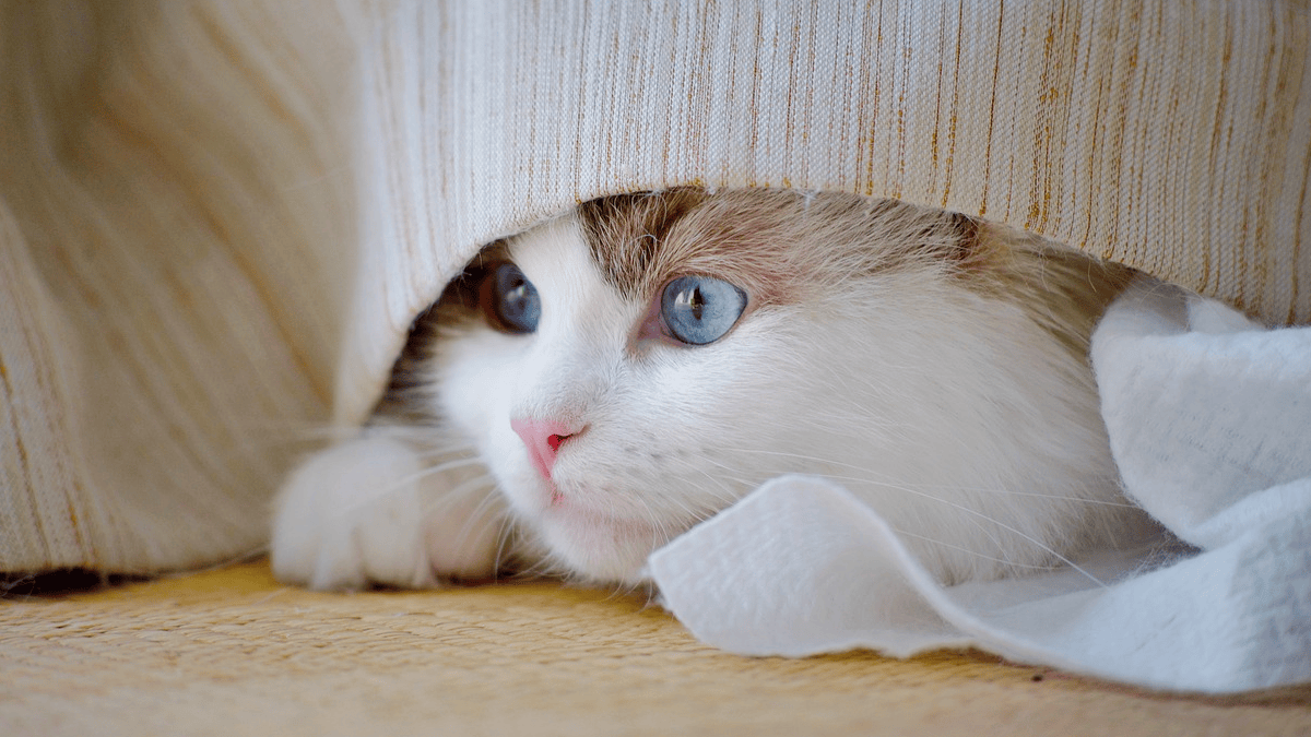 12 signs your cat is bored indoors, according to veterinarians