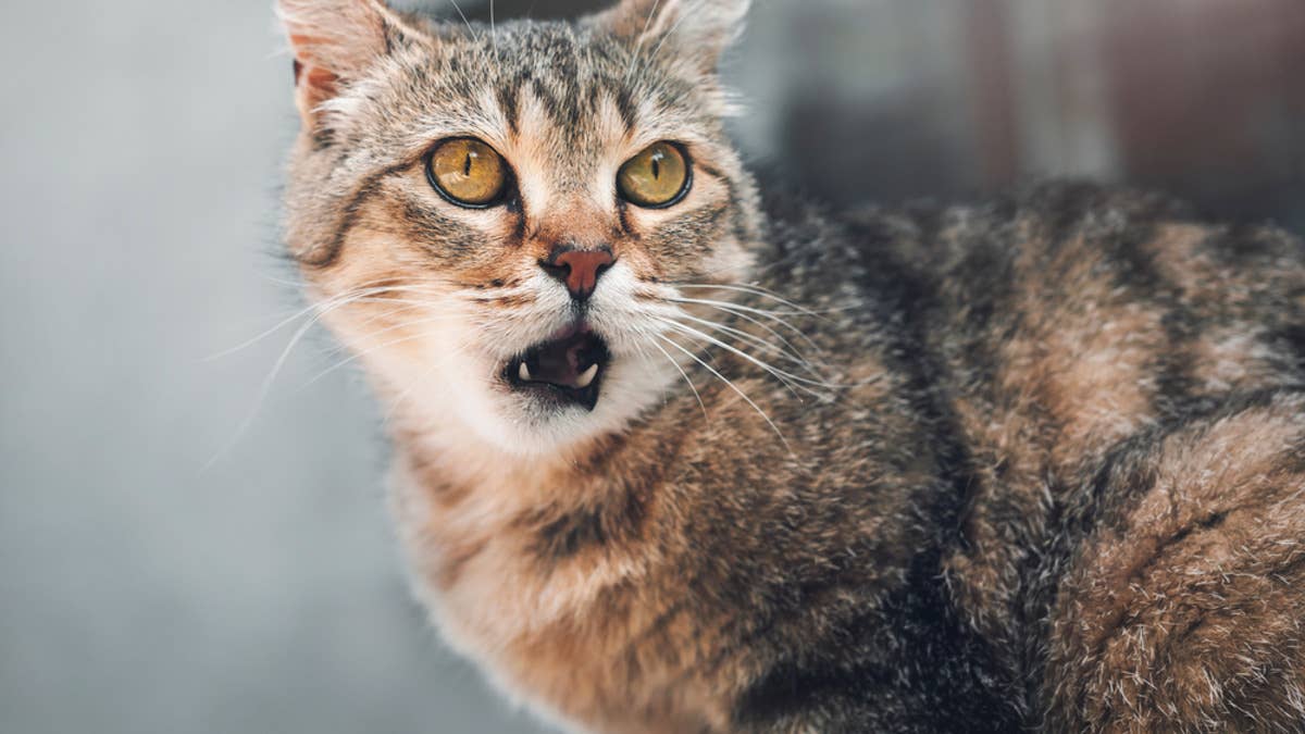 House cat’s reaction to seeing an ostrich has everyone laughing