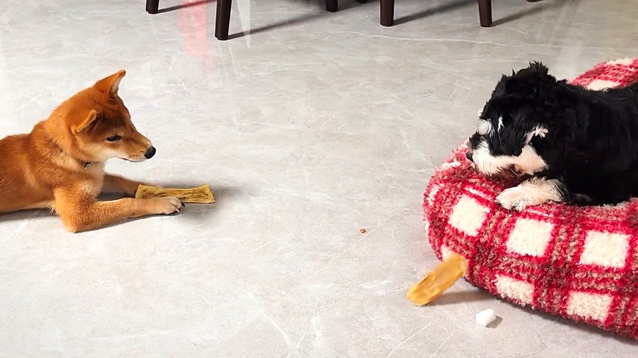 The perfect swap! Two dogs in sync decide to try each other's food