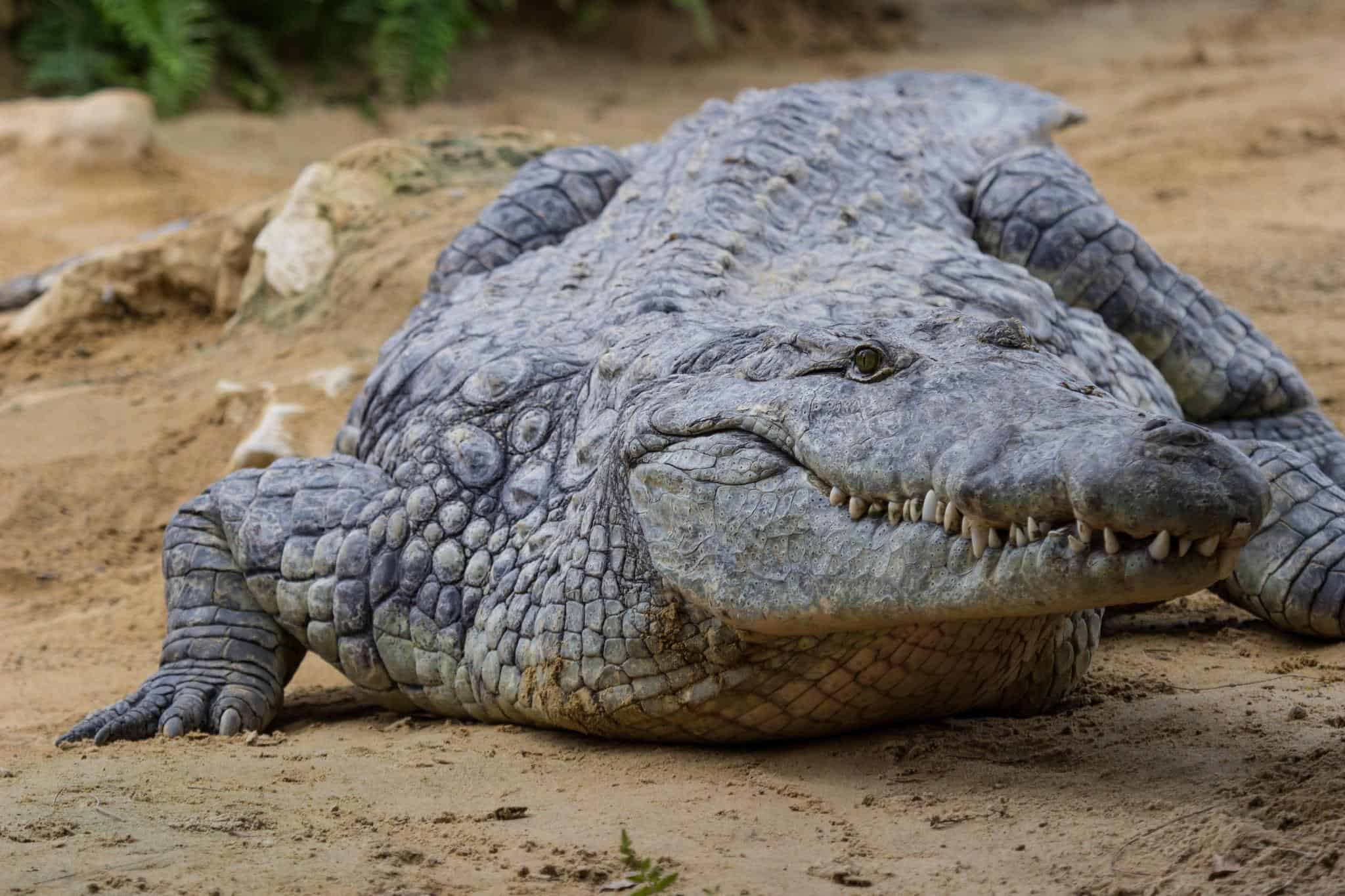 10 wild crocodile facts that prove they’re one of nature’s most ...