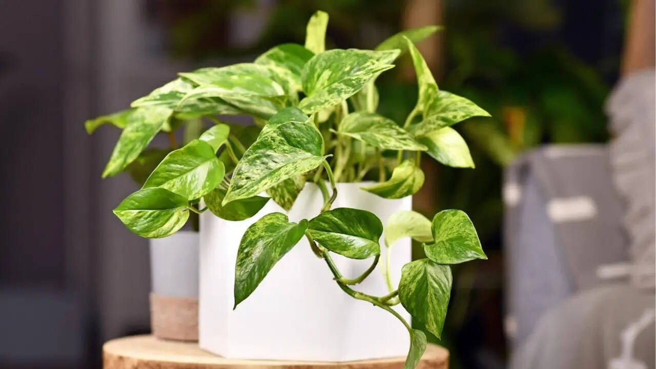 Why your money plant leaves are turning yellow and how to fix it