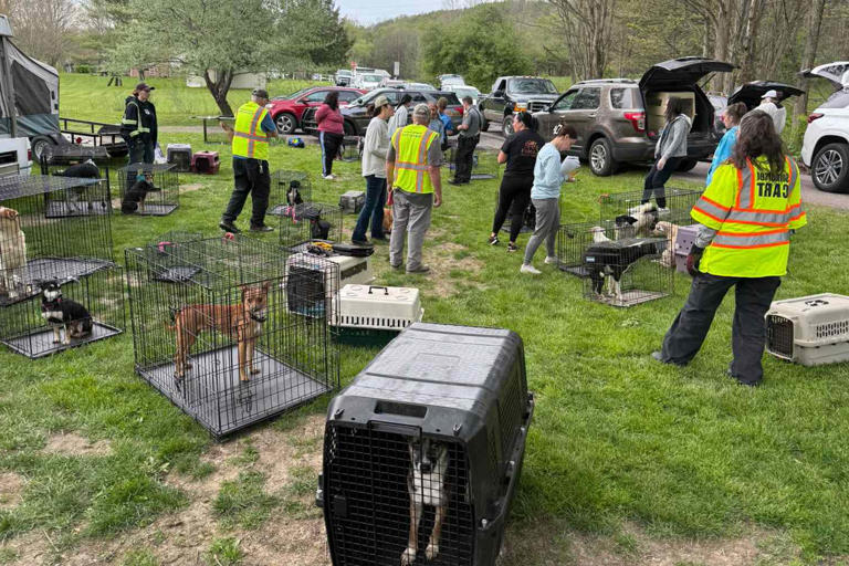 Over 50 animals, including dogs, birds, and a bearded dragon, rescued ...