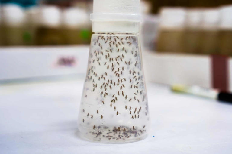 Tiny airborne insects are leaving DNA trails in the sky