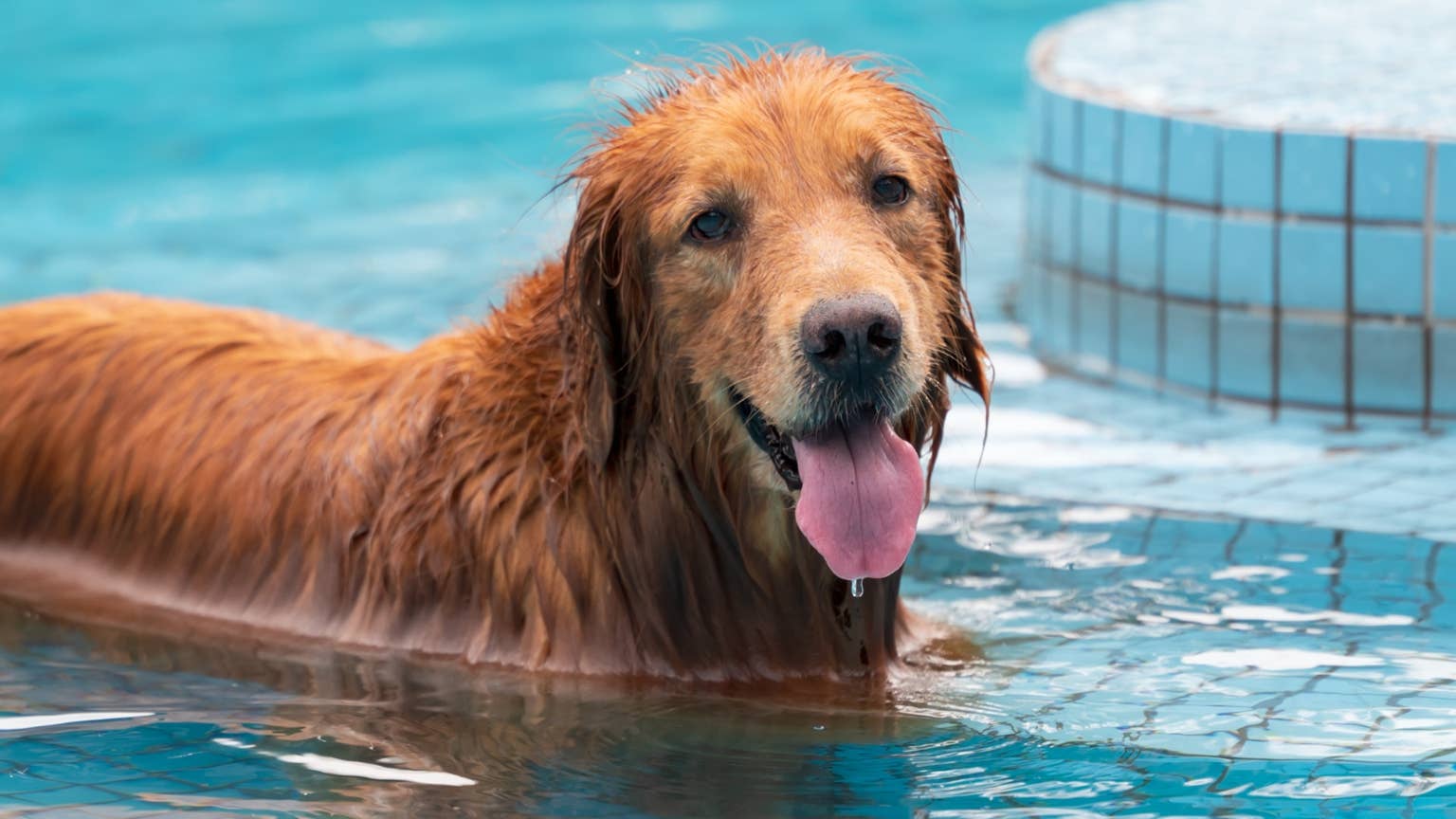 Golden retriever tries to blow bubbles for the first time—and it’s adorable