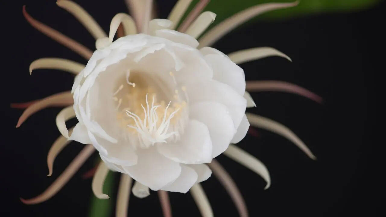 GK fact of the day: Plants that bloom at night or after sunset