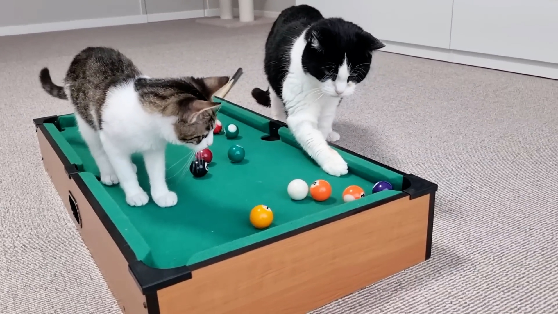 Professional cat gives kitten a billiards lesson