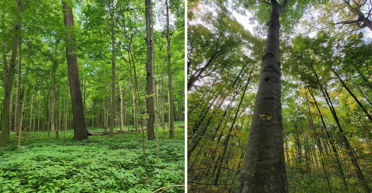 This Indiana nature preserve has ancient trees stuck in time for more ...