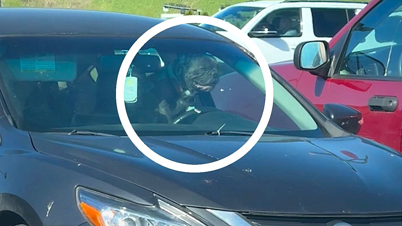 Hilarious moment impatient dog leans on car horn