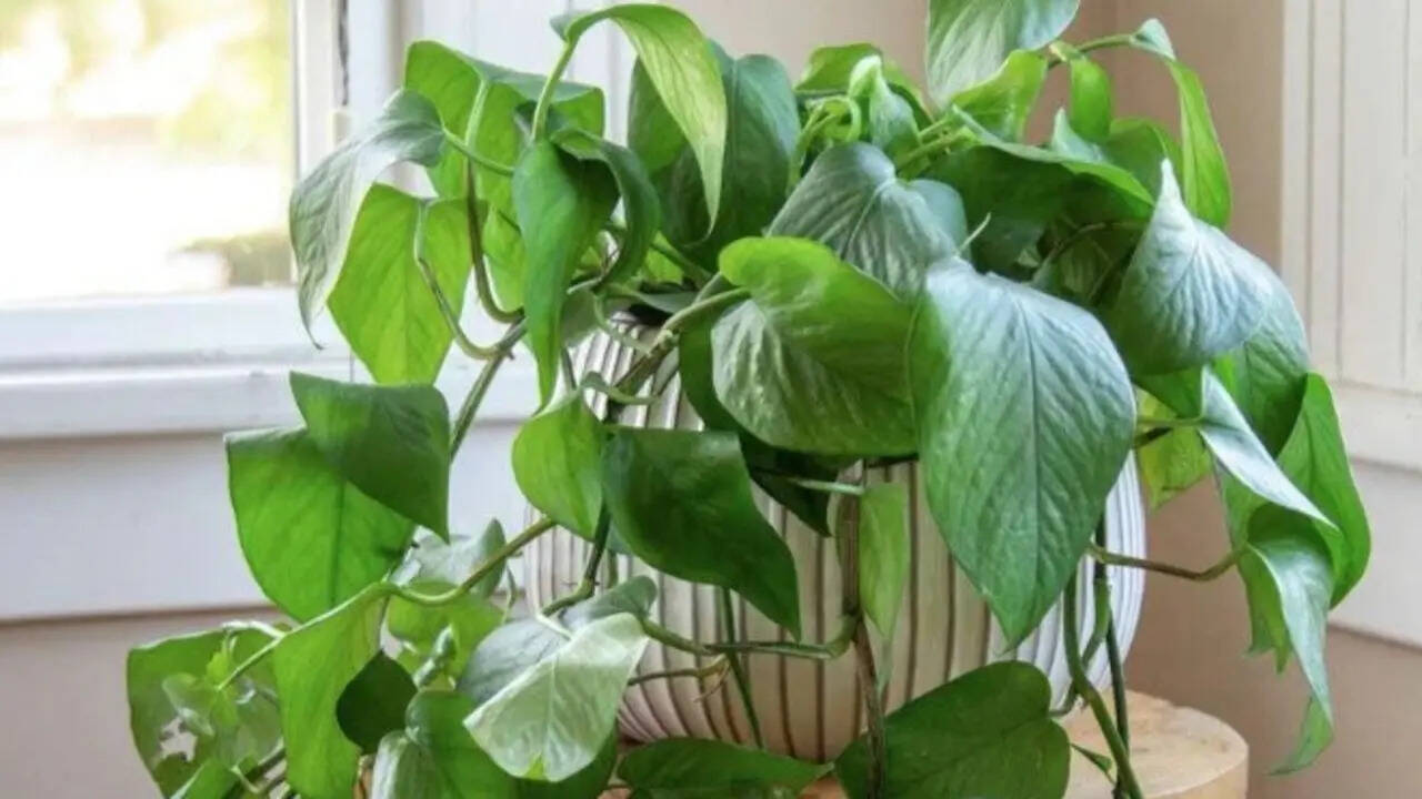 Best hanging plants for small apartments